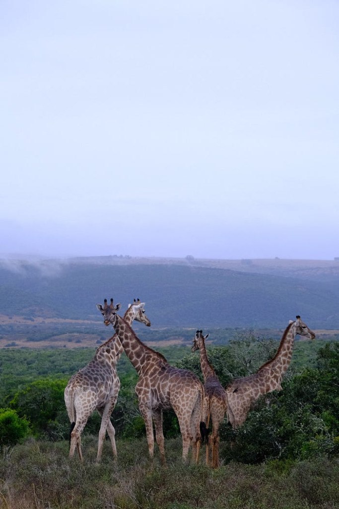 An African Safari On Points: A Tryst with the Wilderness – PointsDojo